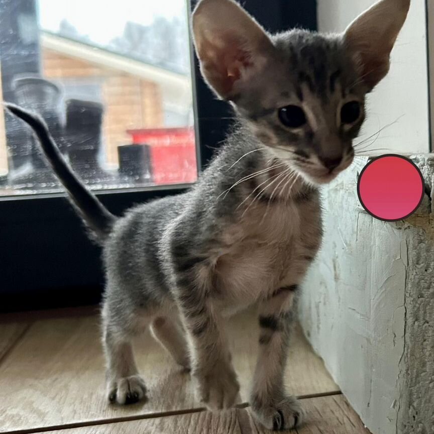 Оригинальные котята