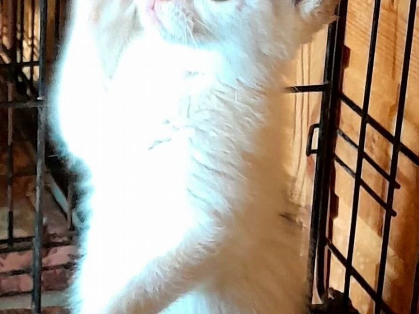 Котенок пирожок нужен дом