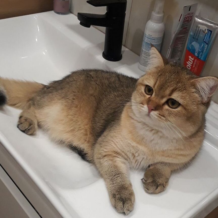 Котик вязка