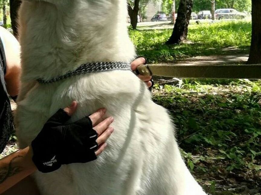 Среднеазиатская овчарка