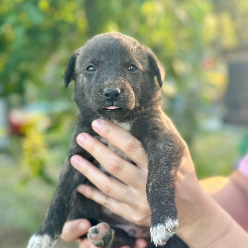 Жордж в поиске семьи