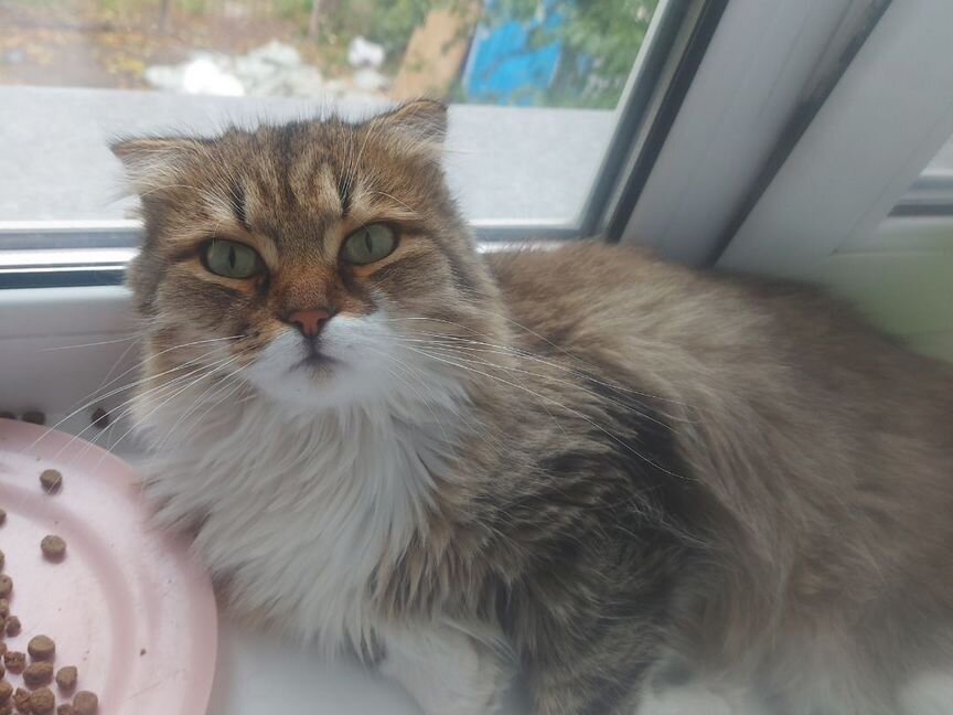 Кошки вислоухие