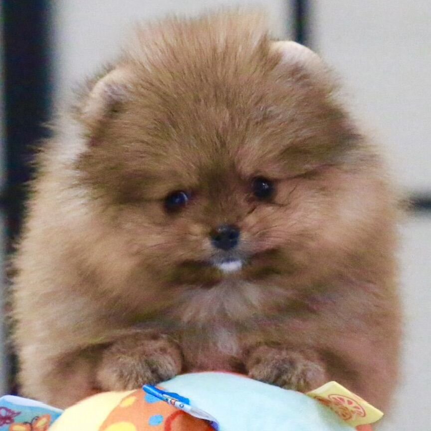 Померанский шпиц, щенок