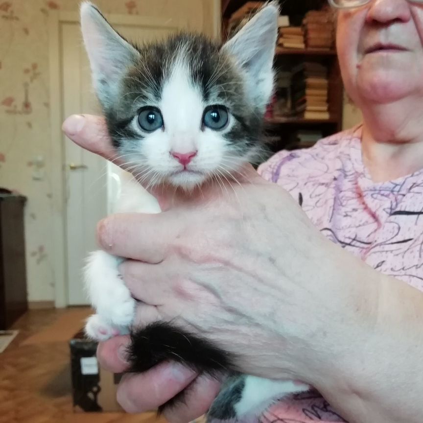 Котенок девочка в добрые руки