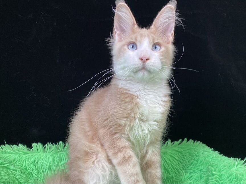 Мейн-кун с голубыми глазами