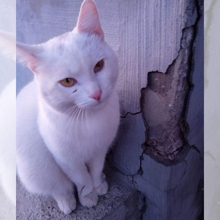 Взрослый кот в добрые руки