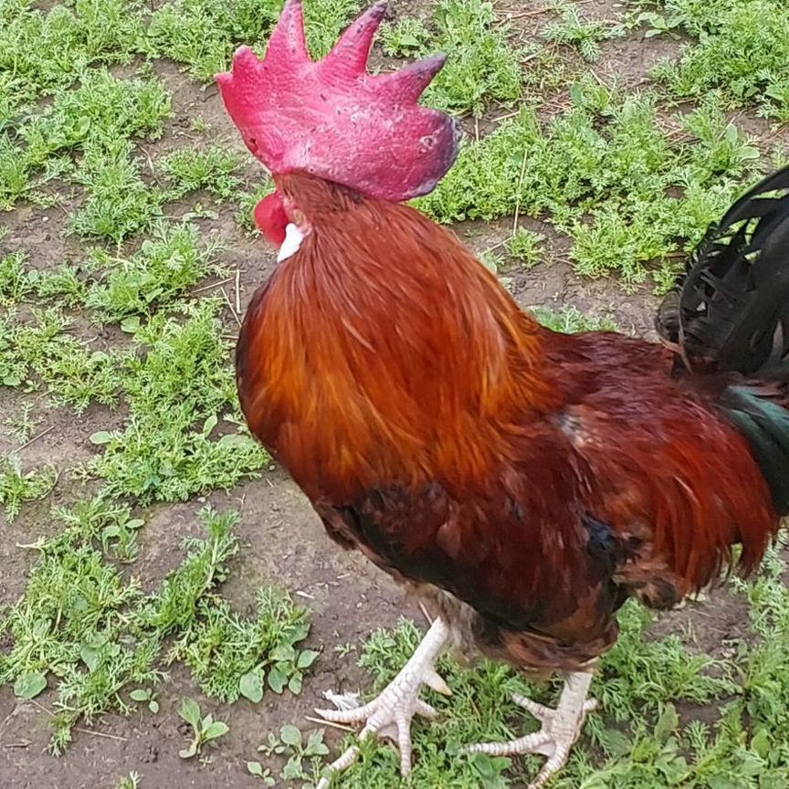 Деревенские петухи