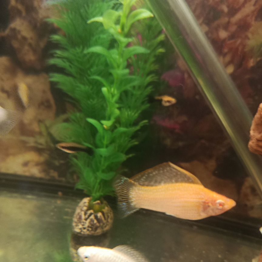 Малинезия парусная