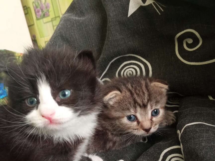 Британские веслоухие