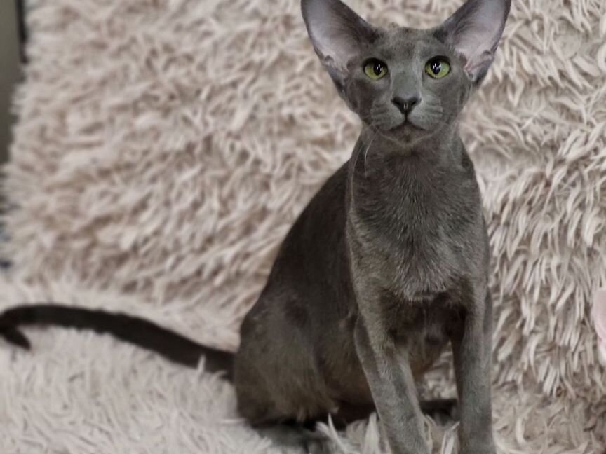 Ориентальная