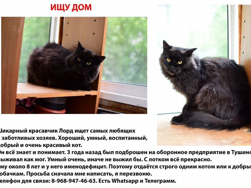 Кот в добрые руки