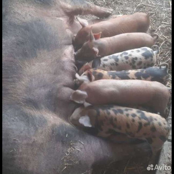 Продаю Поросят