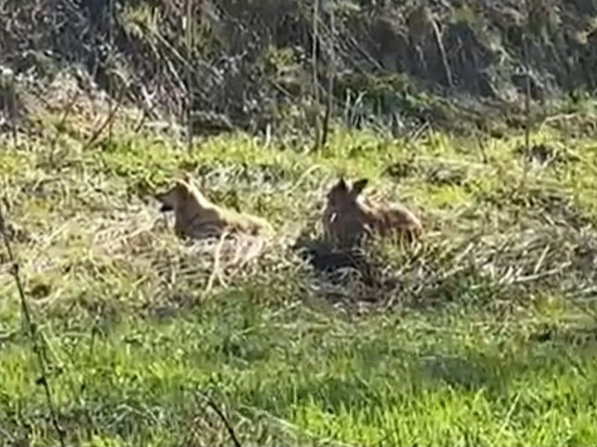 Возьмите старых спокойных собак на доживание