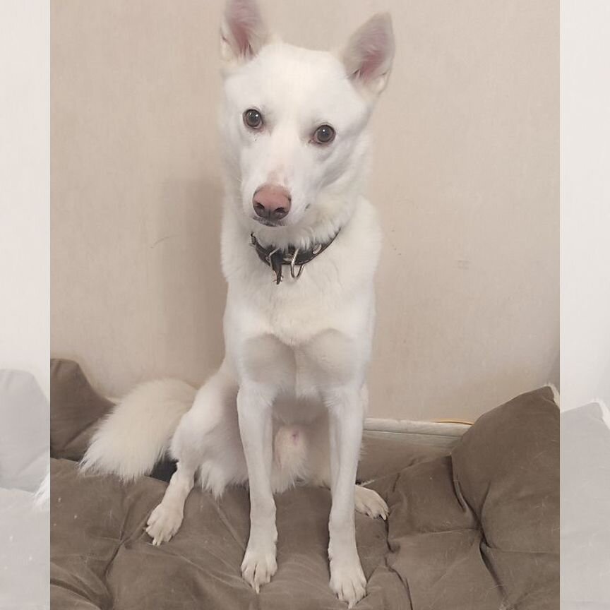 Кобель помесь лайки и дворняги