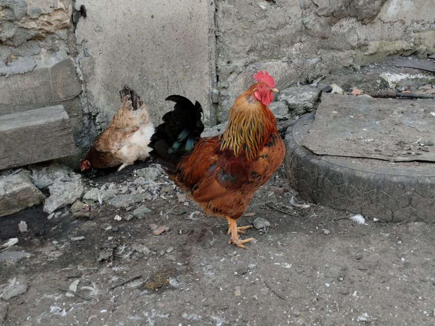 Молодые петухи