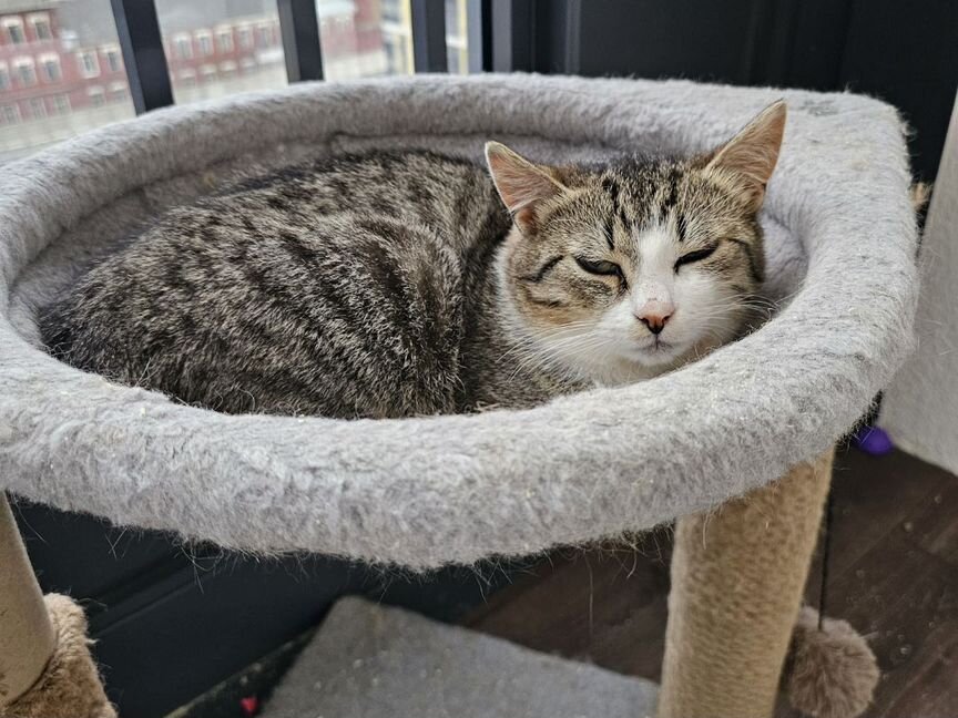 Котенок 5мес Майкл, братья дома он один это боль