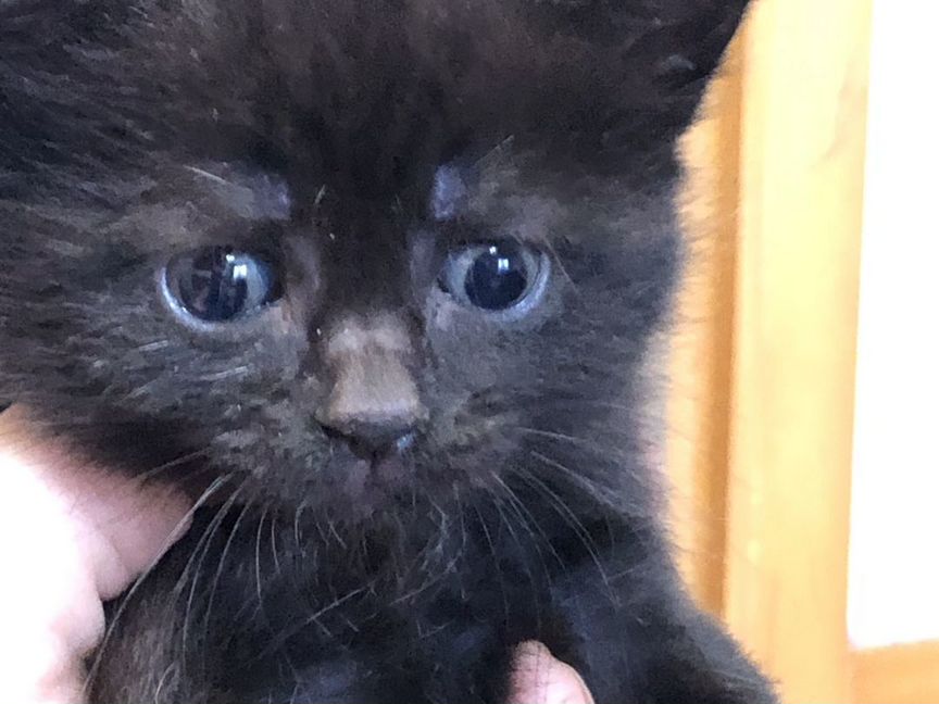 Отдам замечательных котят в добрые руки