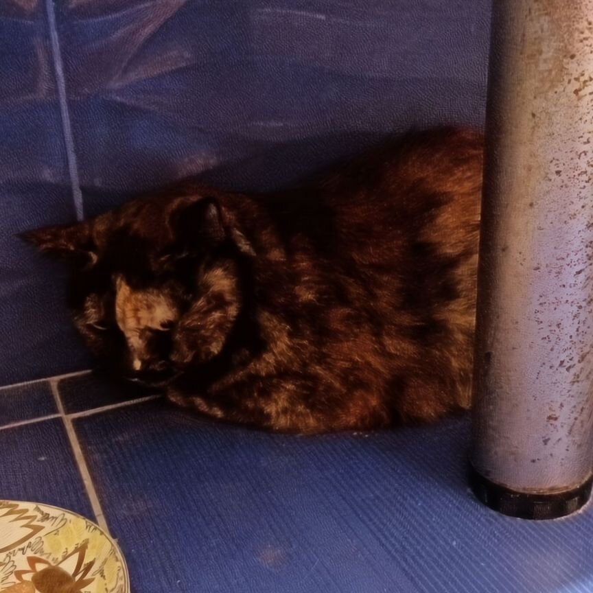 Британская короткошёрстная кошка, взрослая