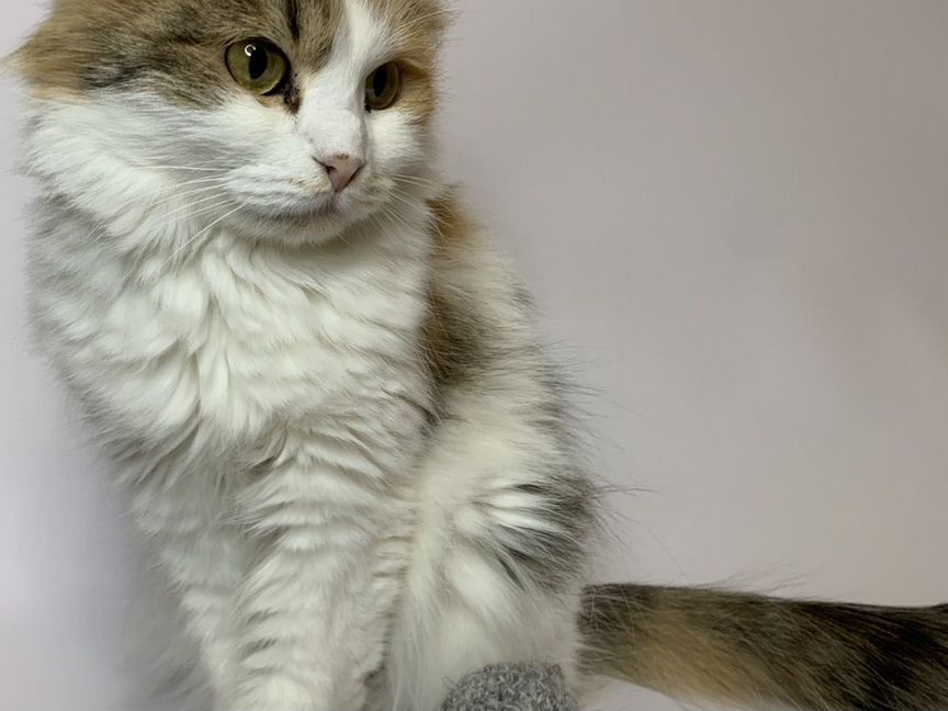 Игрушки для кошек