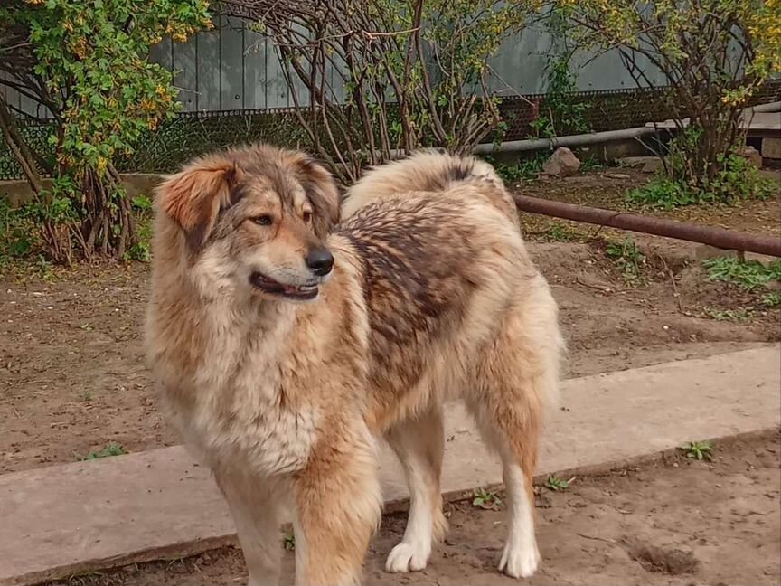 Собака в добрые руки