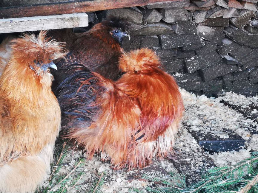 Петух китайский шелковый