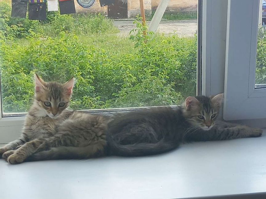 Котята в добрые ручки