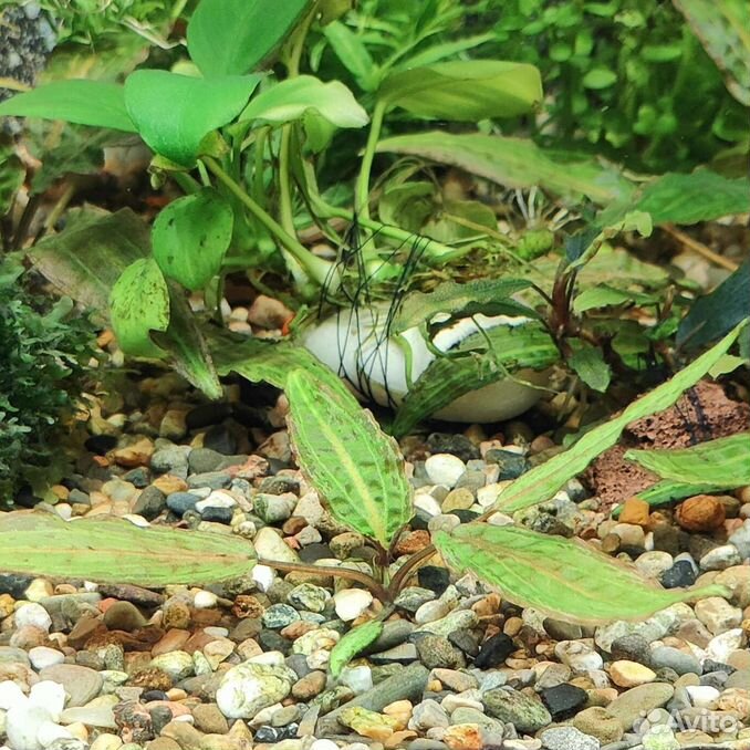 Криптокарина родственная