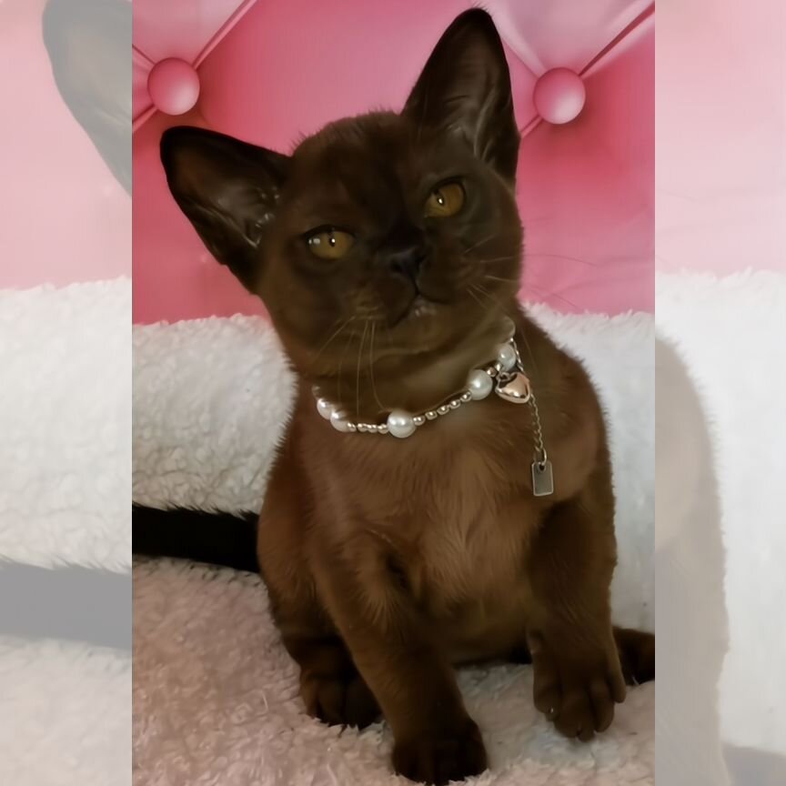 Европейский бурманский котёнок