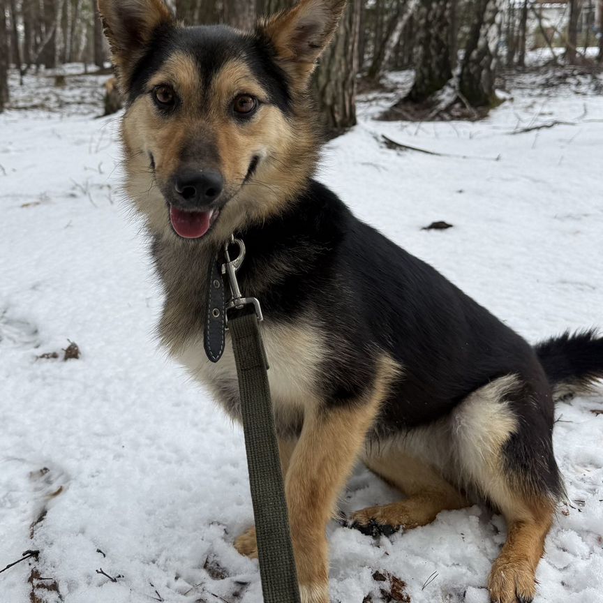 Взрослая собака в добрые руки