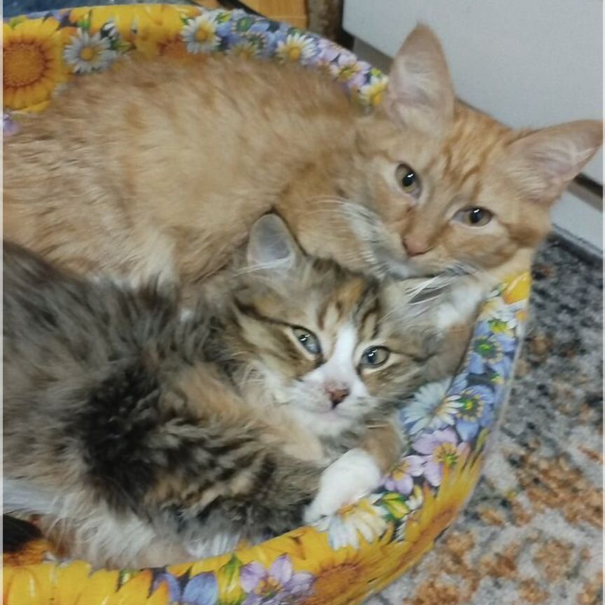 Кошечки бесплатно