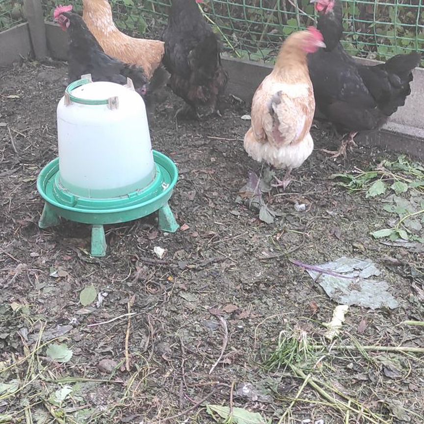 Куры несушки