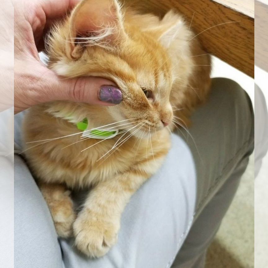 Нашелся котик