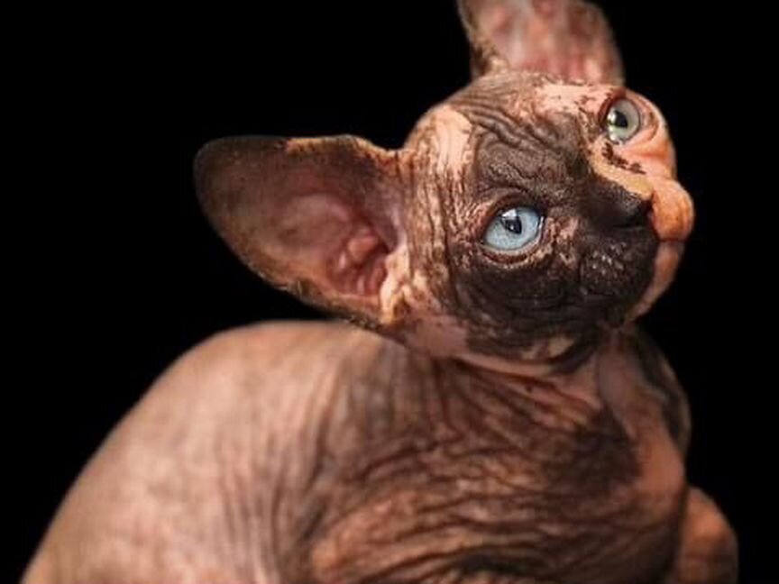 Впервыве эксклюзив. Единственная в своём роде