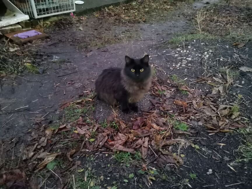 Котик Тимоша в добрые руки