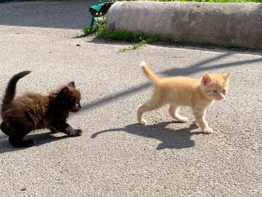 Два хулигана котенка ищут дом