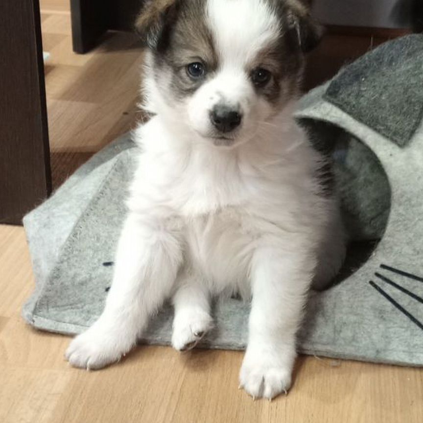 Щенок в добрые руки