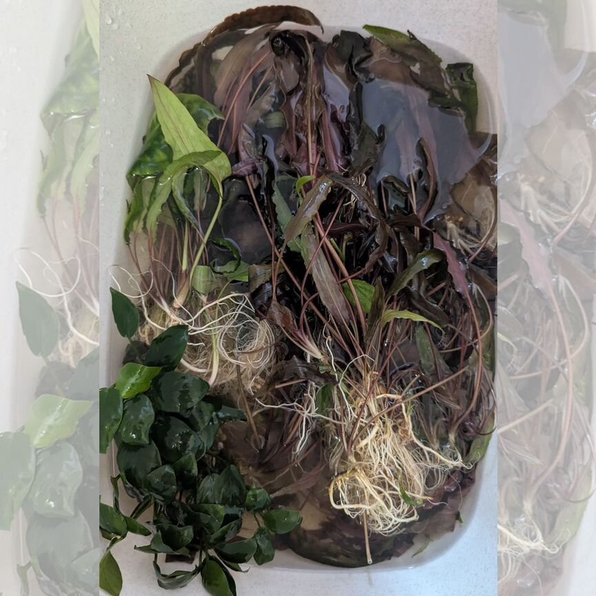 Аквариумные растения Криптокорина