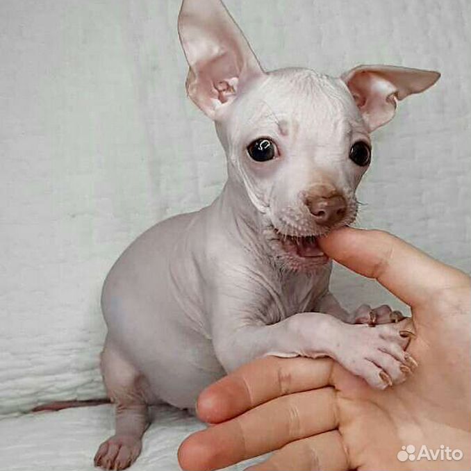 Шоколадный принц