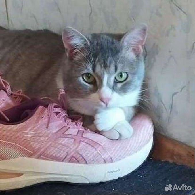 Кошечка в ожидании мампап