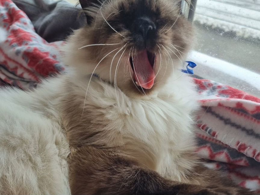 Кошки
