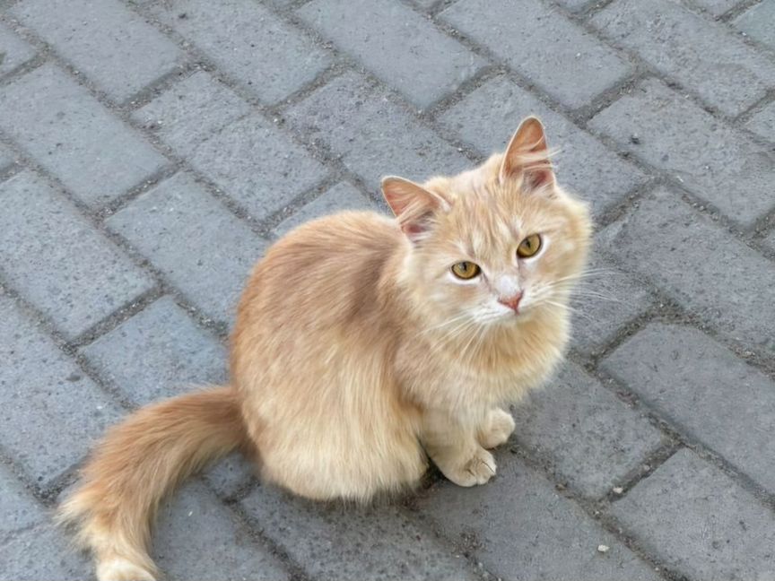 Никто не любит