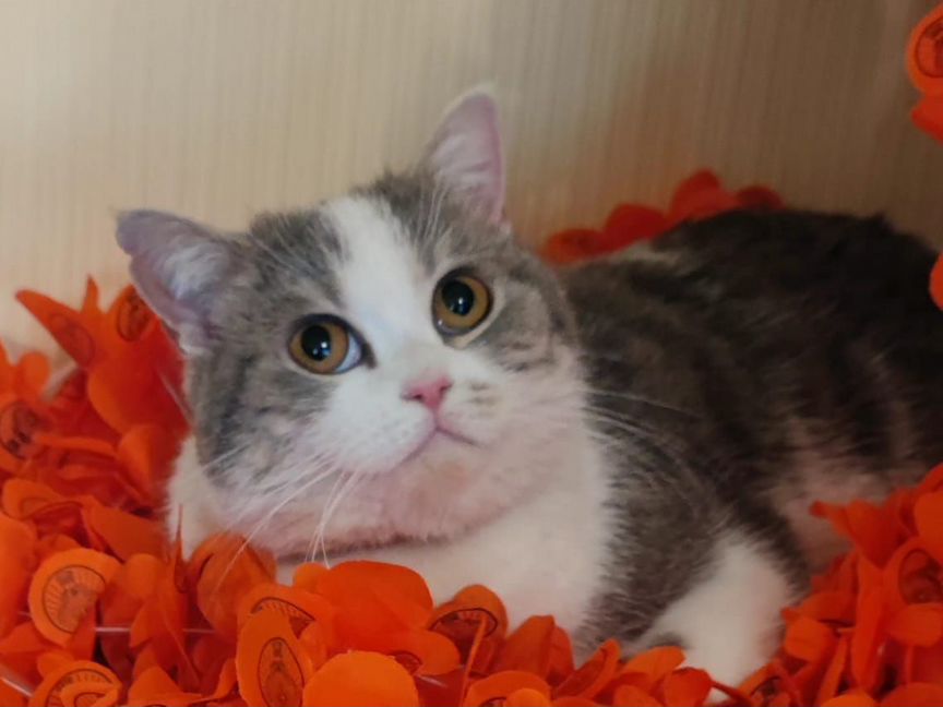 Британская кошкп