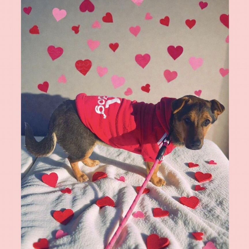 Щенок в добрые руки