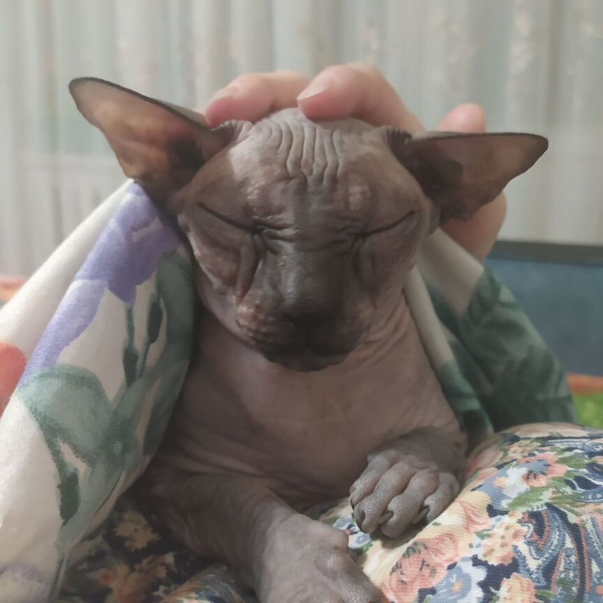 Канадский сфинкс