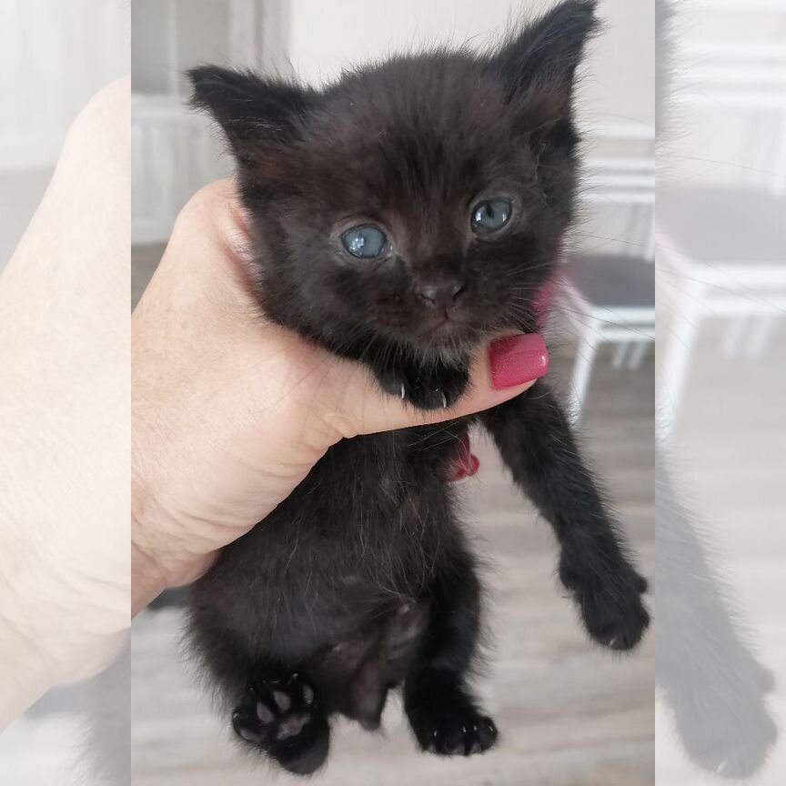 Котенок мальчик