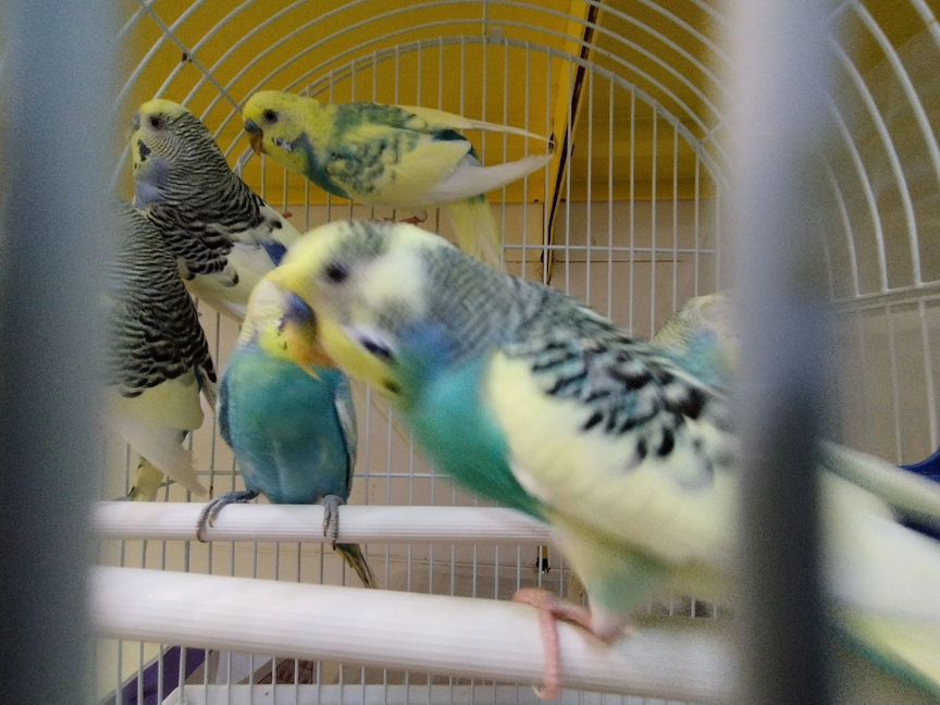 Волнистый попугай