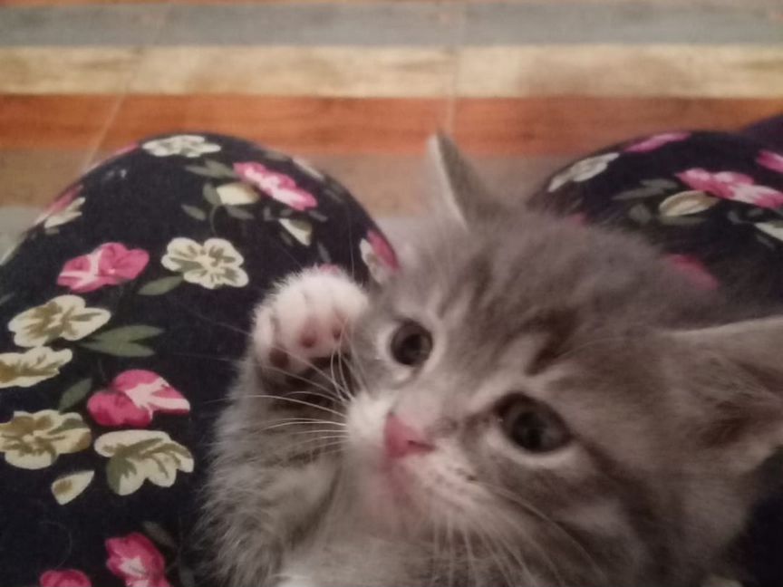 Кошки