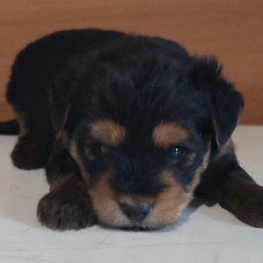 Йоркширский терьер, щенок