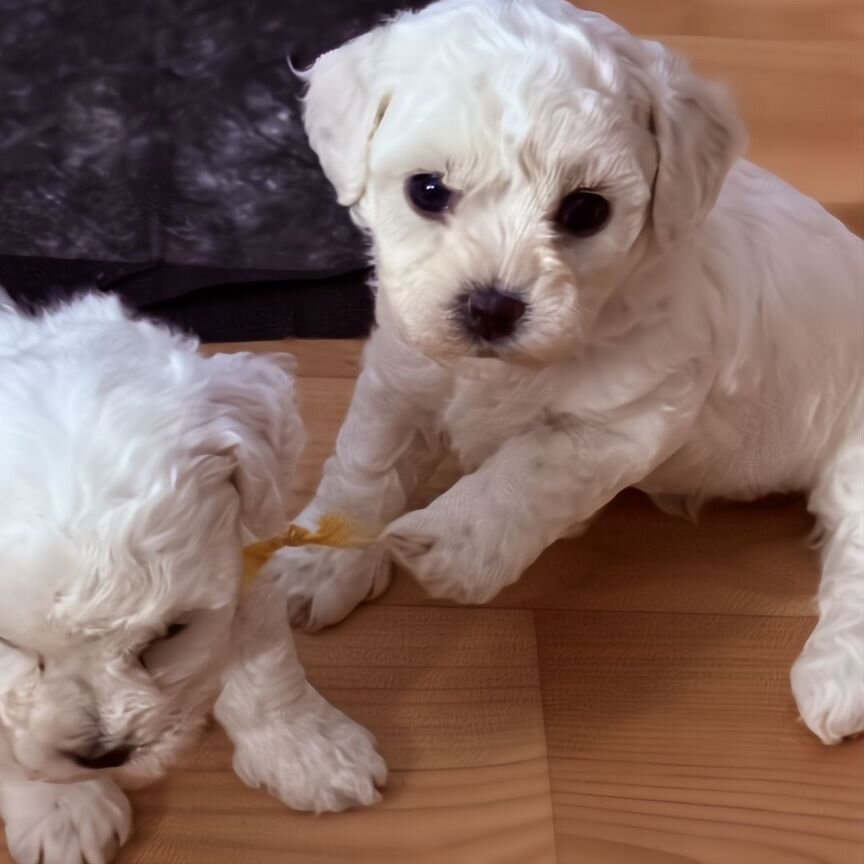 Бишон фризе, щенок