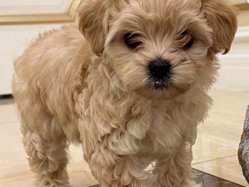 Мальтипу мини